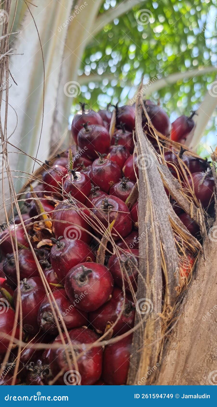 Palm Oil Ready To Harvest and Proceed Stock Image - Image of palm ...