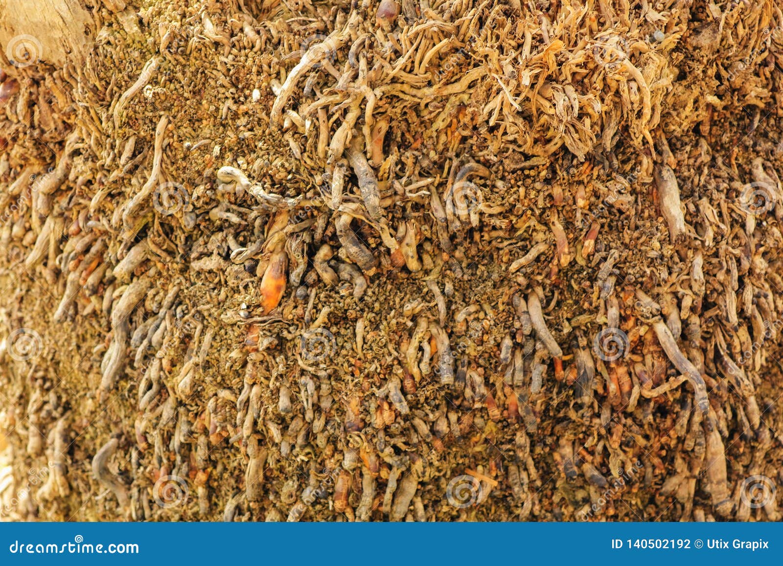 Palm oil root stock photo. Image of trees, texture, design - 140502192
