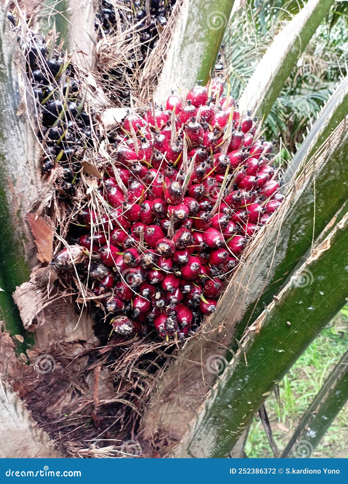 Palm Oil sed stock photo. Image of jungle, plant, shrub - 252386372