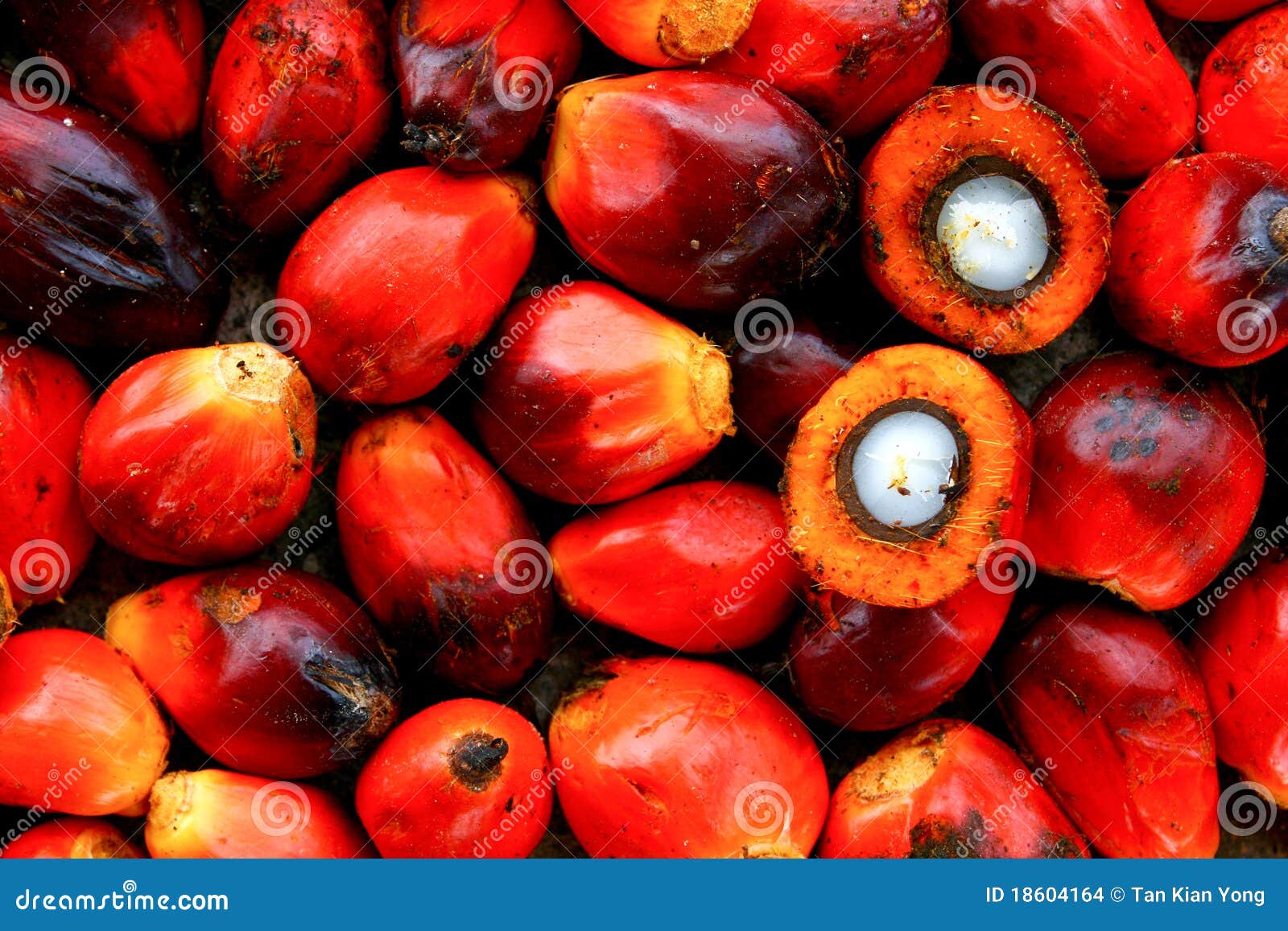 Palm Oil Seed stock photo. Image of food, biofuel, industrial - 18604164
