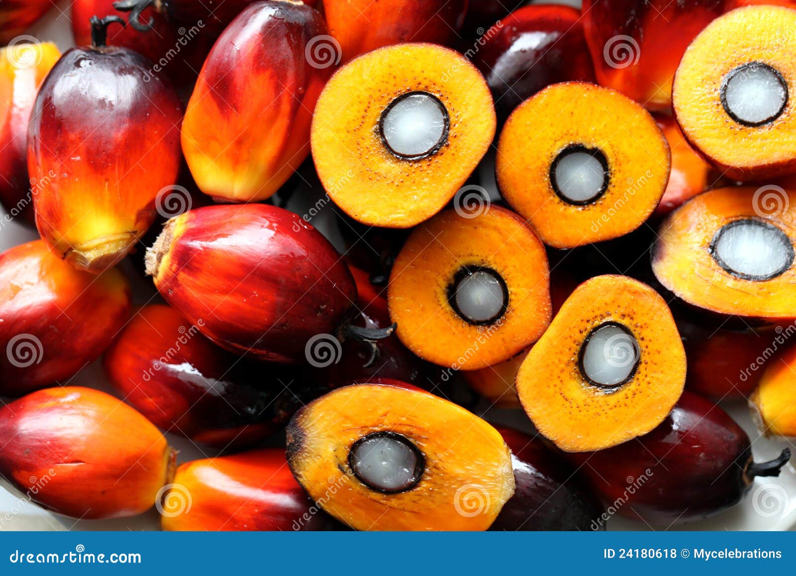 Palm Oil Seed stock photo. Image of plantation, produce - 24180618