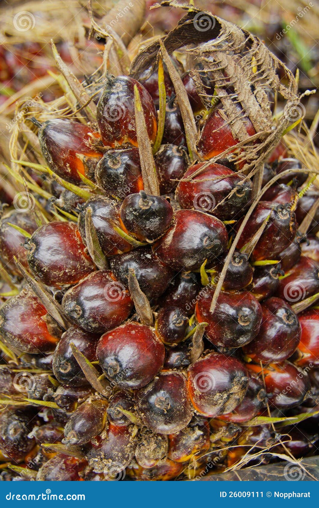 Palm Oil seed stock image. Image of nature, agricultural - 26009111