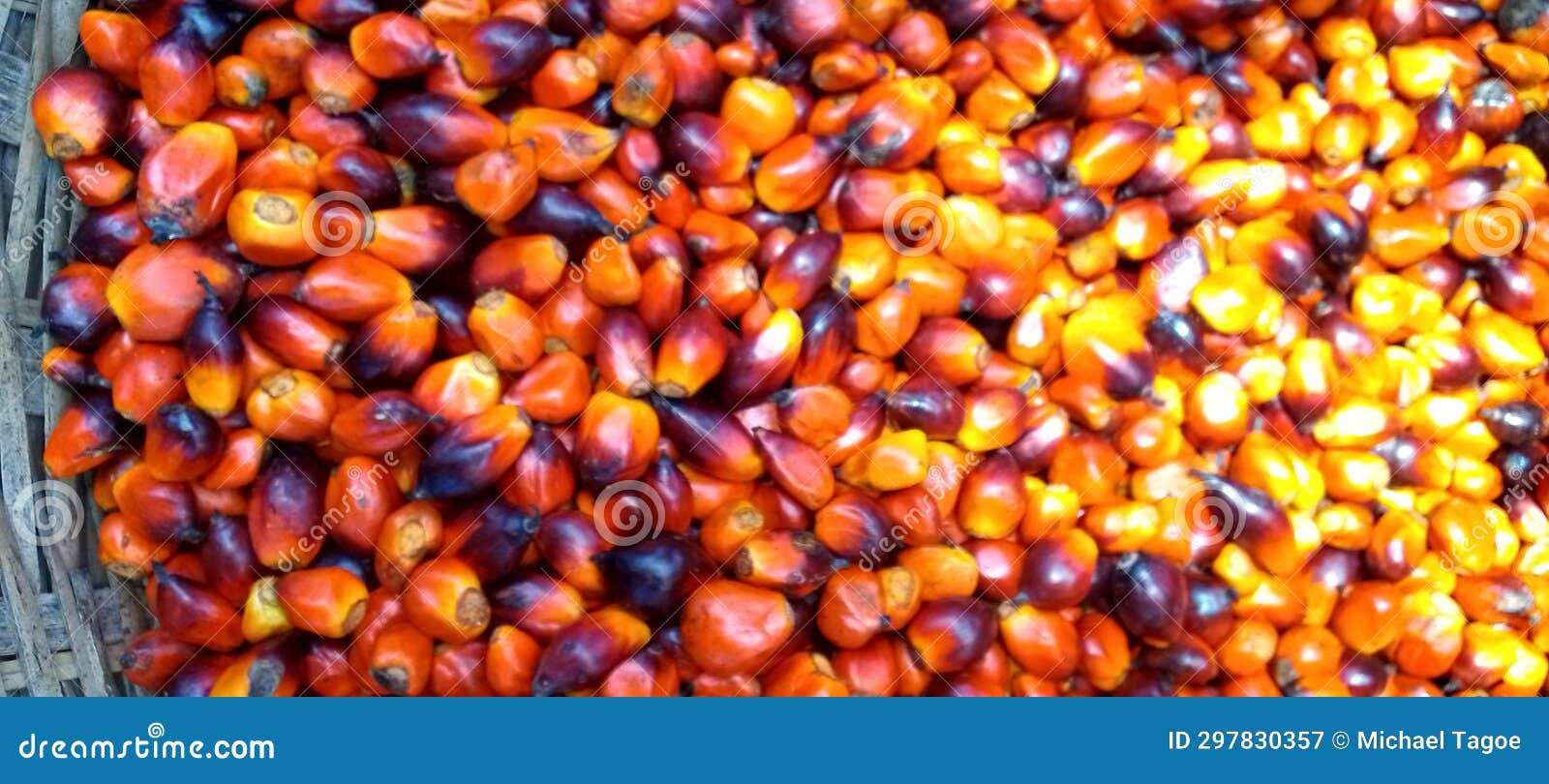 Palm oil seed stock image. Image of energy, cooking - 297830357