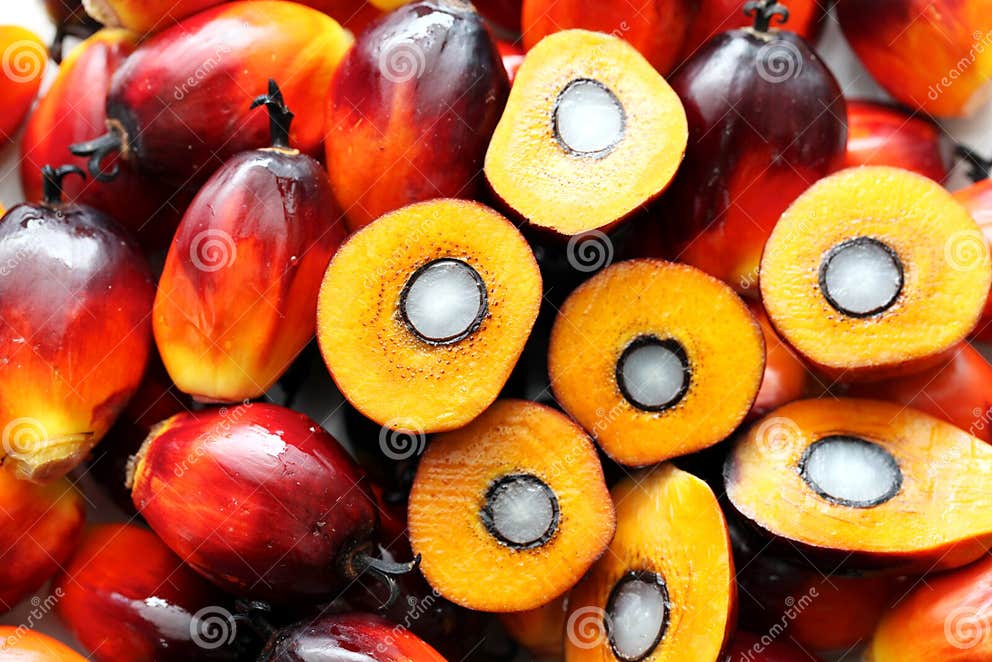 Palm Oil Seed with Seed Structure Stock Photo - Image of cultivated ...