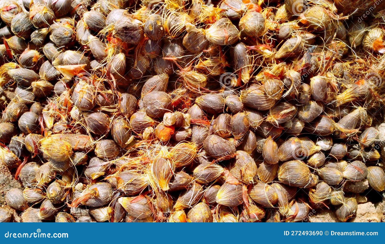 Palm Oil Seed stock photo. Image of structure, industrial - 272493690