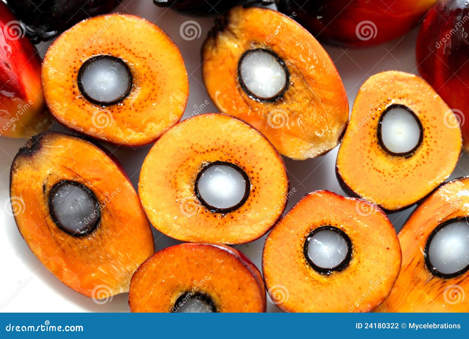 Oil Palm Tree Structure