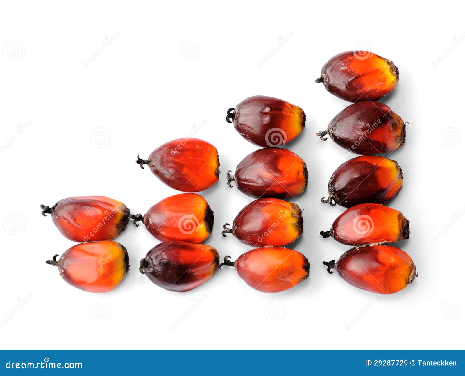 Palm oil seeds stock image. Image of macro, business - 29287729