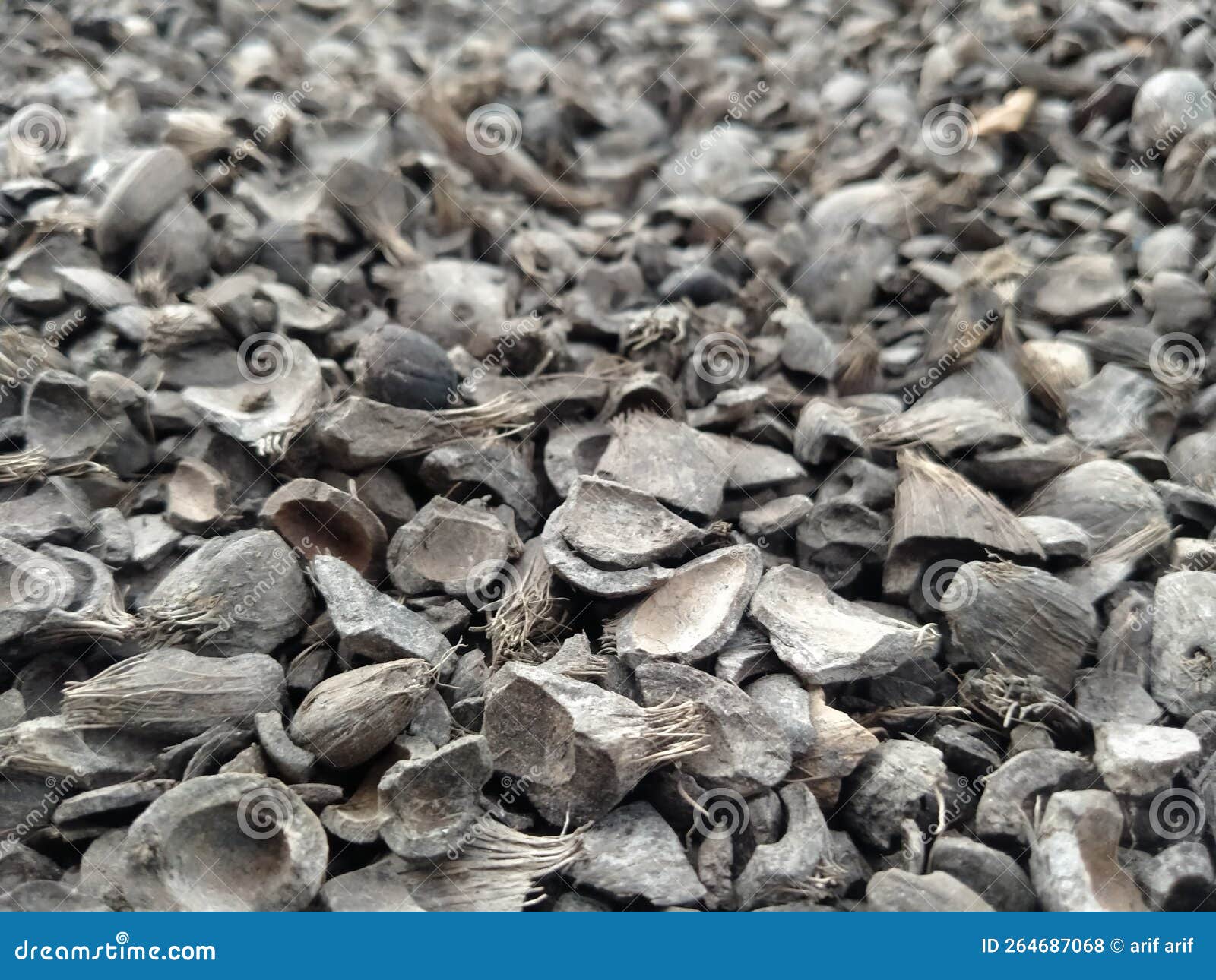 Palm oil shell fragments stock photo. Image of palm - 264687068