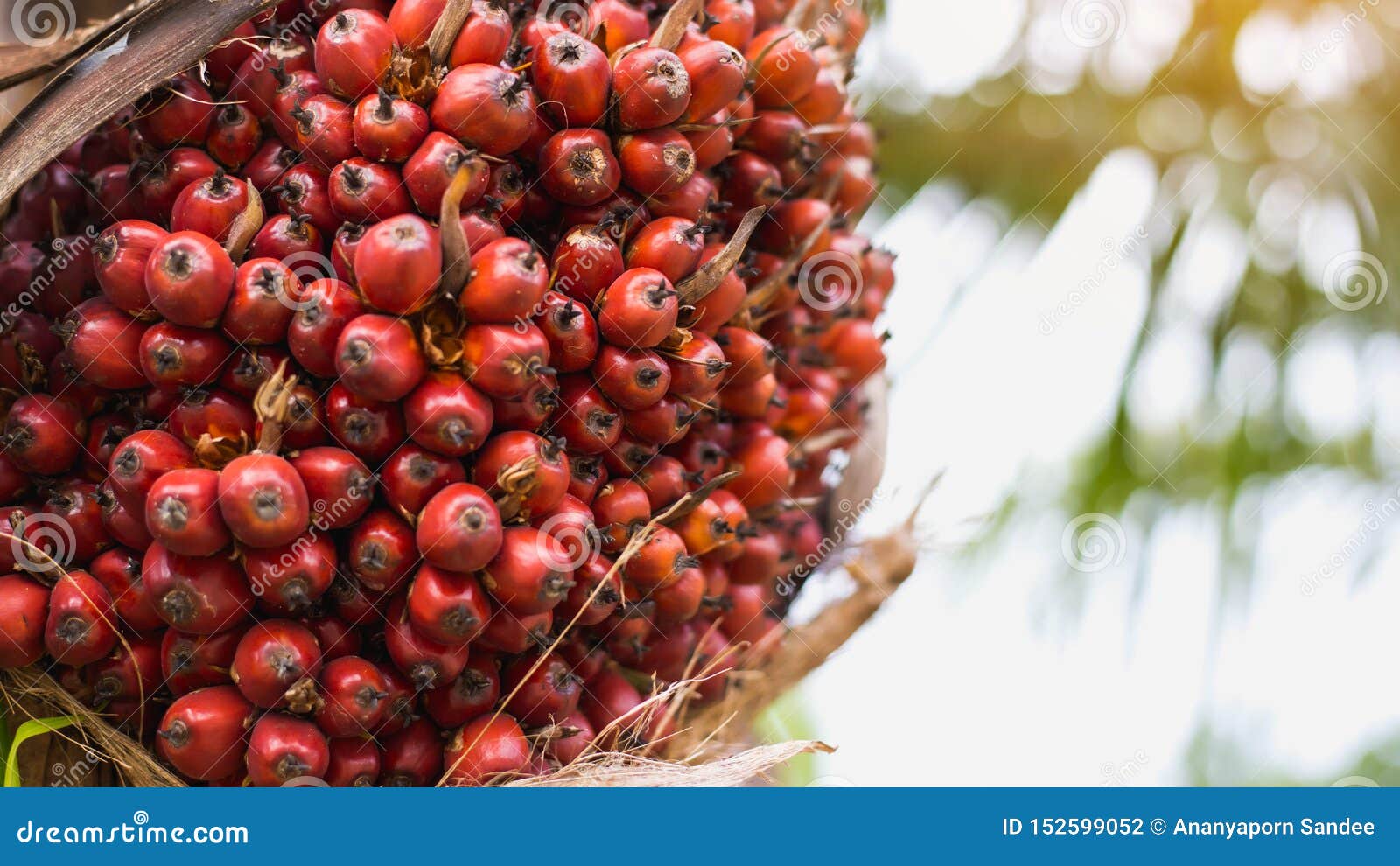 Palm oil tree stock photo. Image of palm, cooking, factory - 152599052