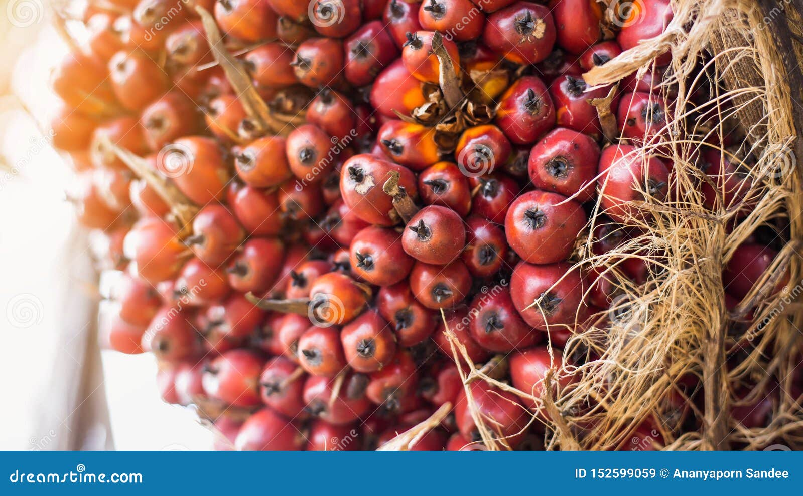 Palm oil tree stock image. Image of environment, cooking - 152599059