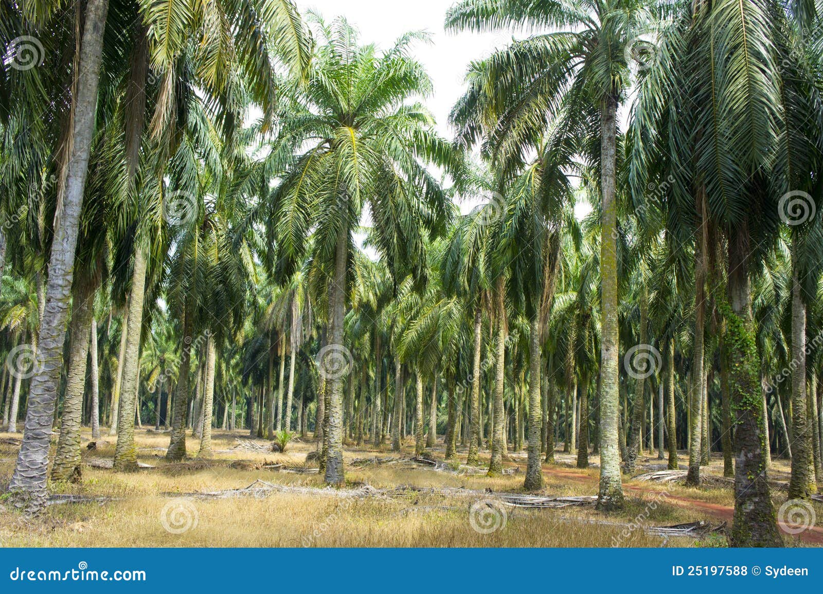 Palm oil tree stock photo. Image of plantation, growth - 25197588