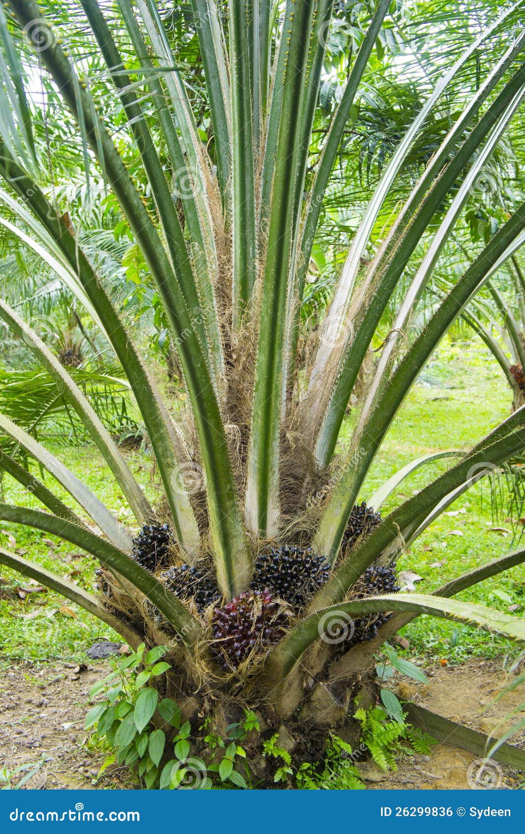 Palm oil tree stock photo. Image of malaysia, vegetable - 26299836