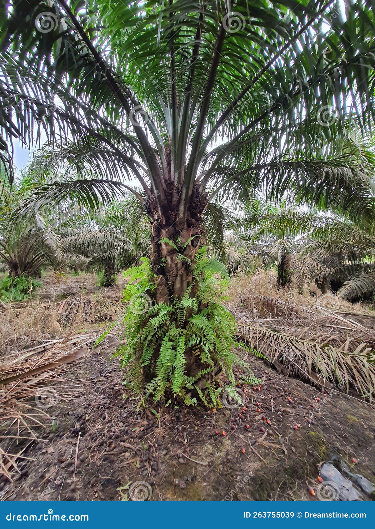 Palm oil tree stock image. Image of palm, borneo, crude - 263755039