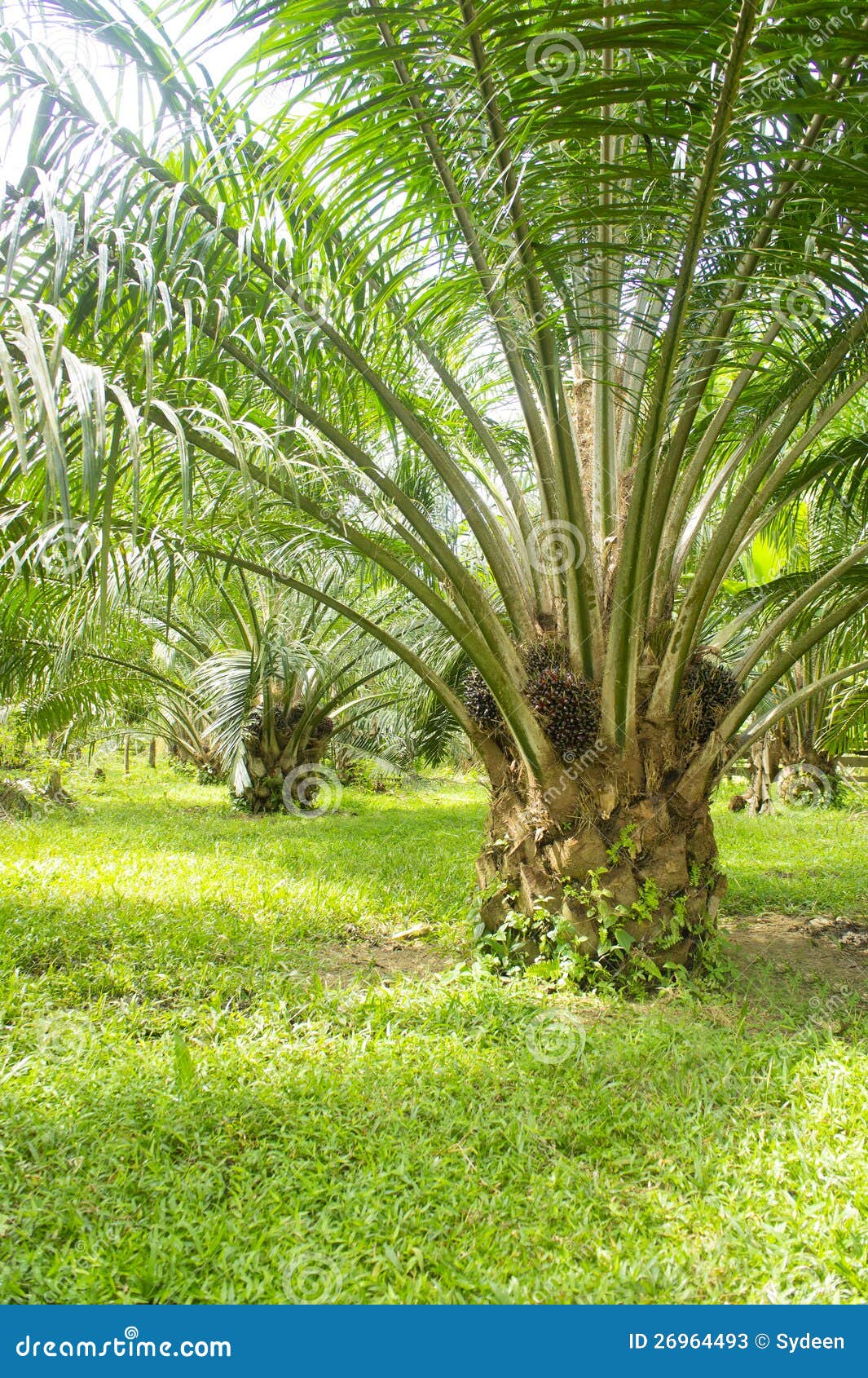 Palm oil tree stock image. Image of food, vegetable, green - 26964493