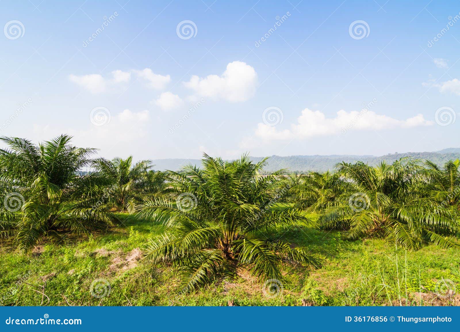 Palm oil tree stock photo. Image of fruit, agricultural - 36176856