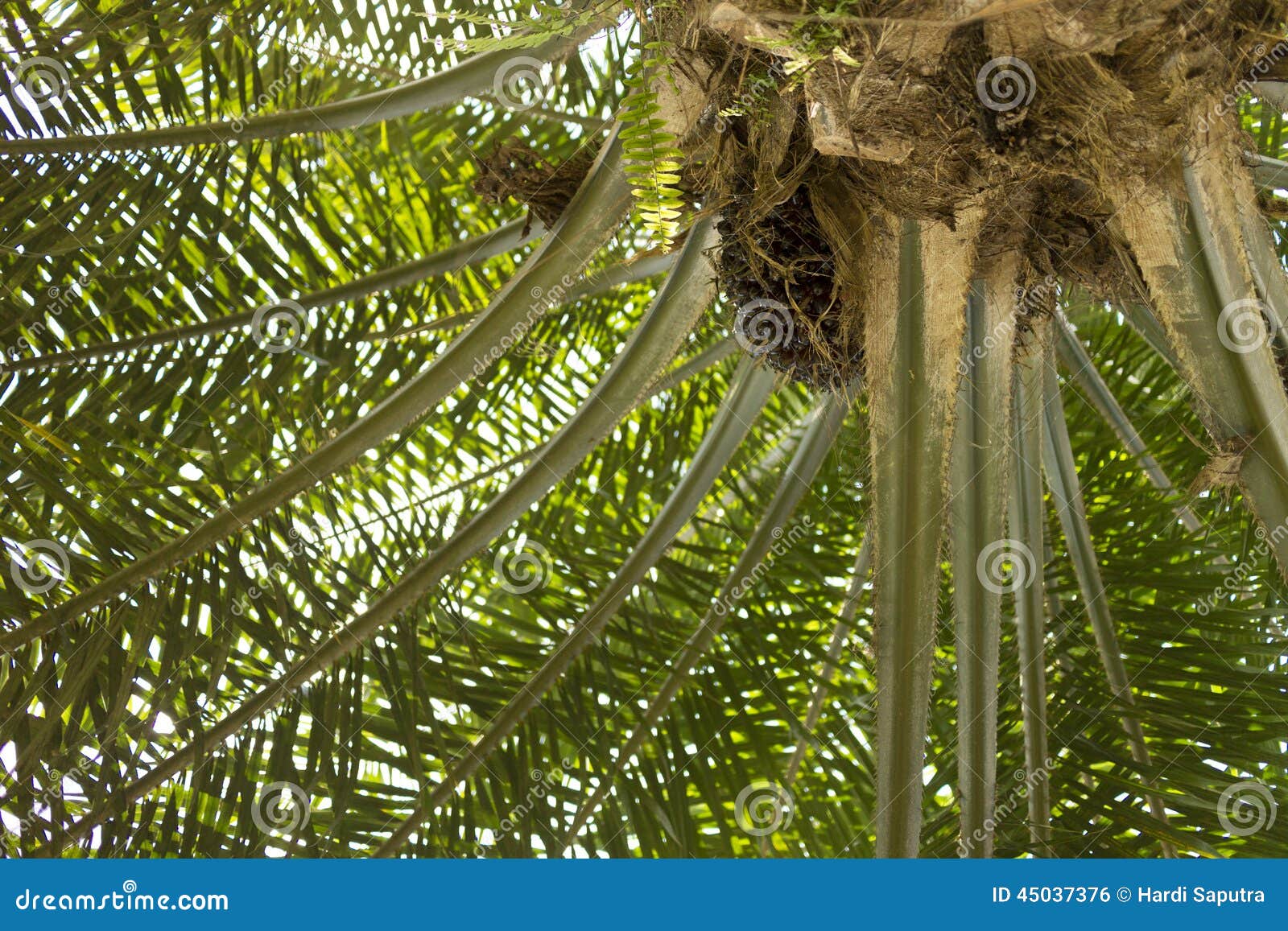 Oil Palm Tree Structure