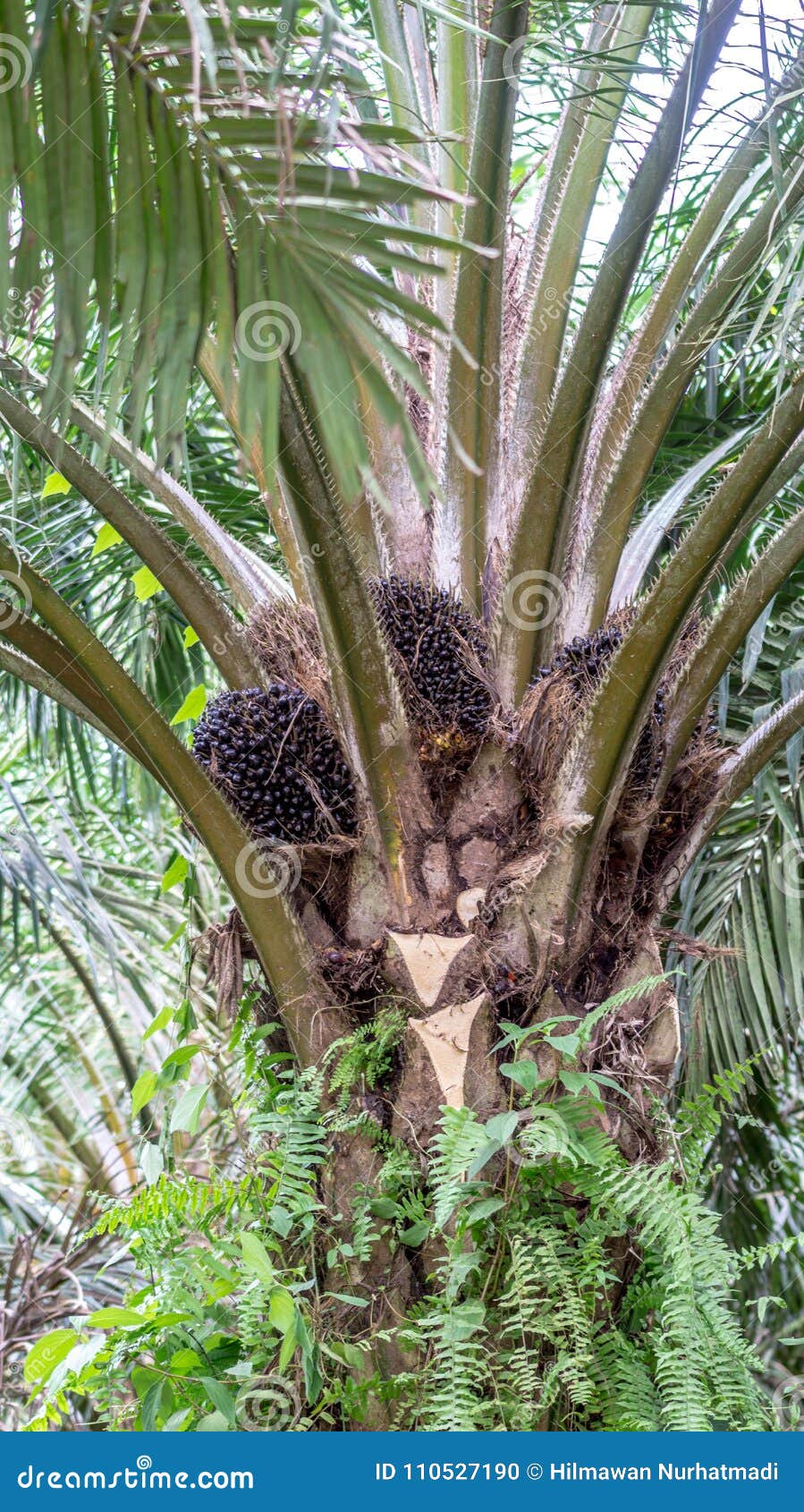 Palm oil tree stock photo. Image of palm, plantation - 110527190