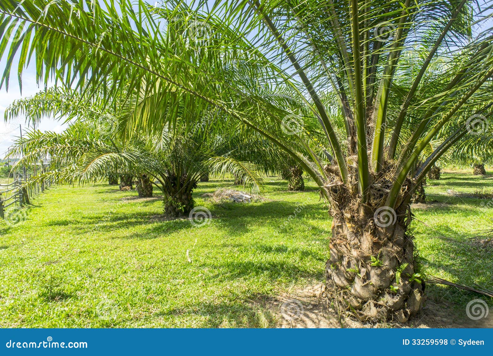 Palm Oil Tree Stock Photography | CartoonDealer.com #33259598