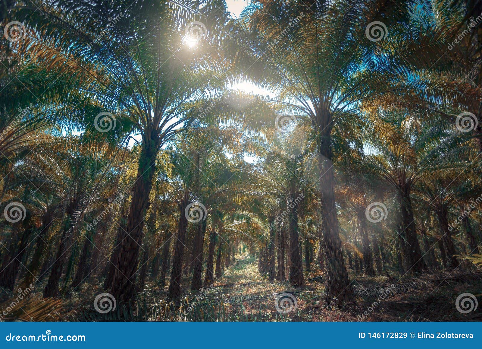 Palm Oil Tree Plants at Morning Light Stock Image - Image of cooking ...