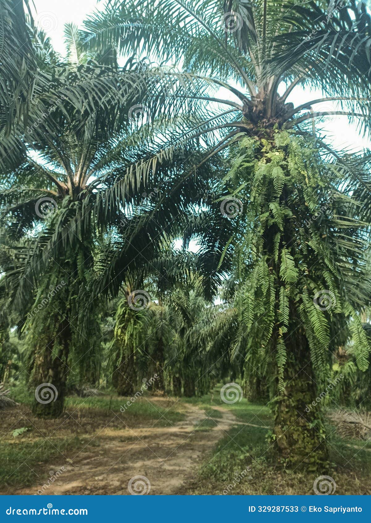 Palm Oil Trees in Indonesia Stock Image - Image of climate, asia: 329287533