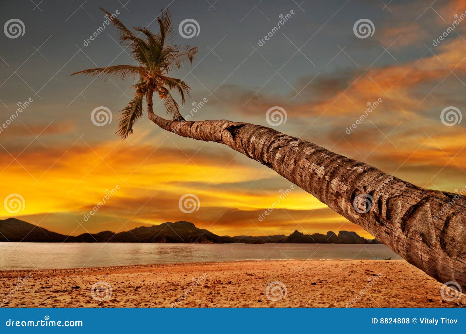 Palm Over Sunset Sea stock photo. Image of summer, sand - 8824808