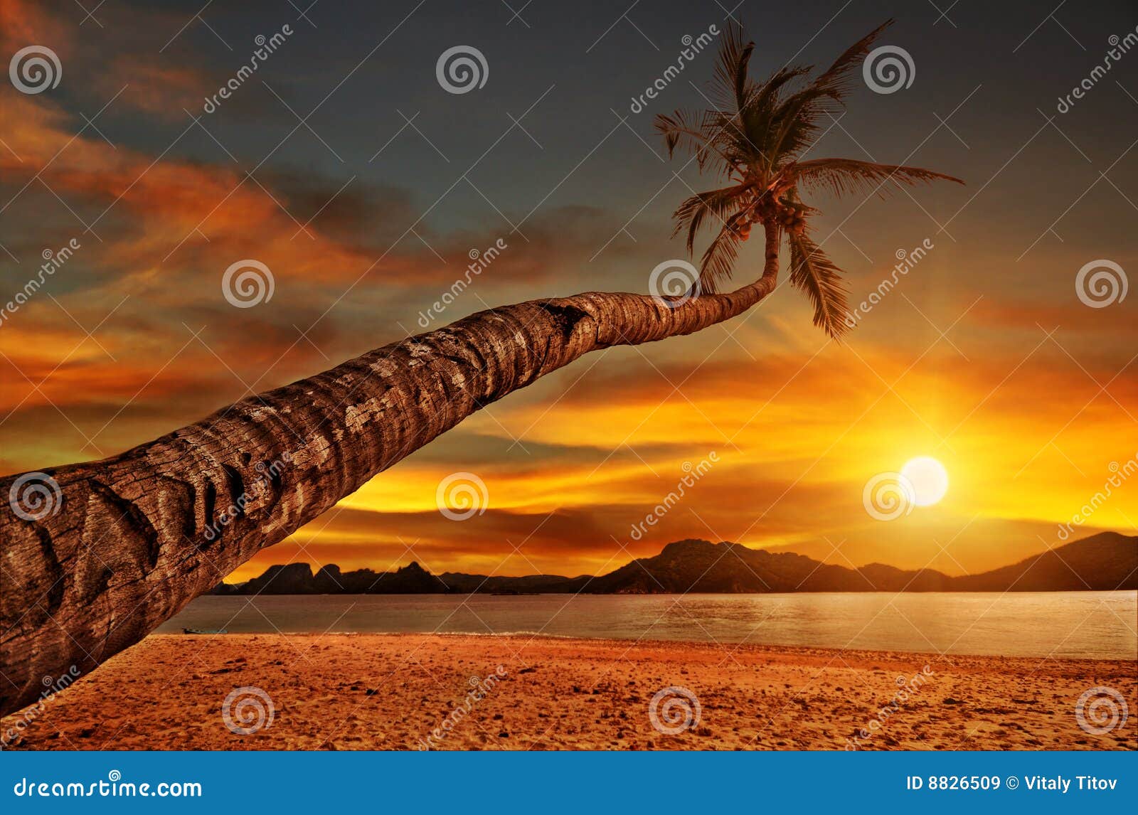 Palm Over Sunset Sea stock image. Image of palm, clouds - 8826509
