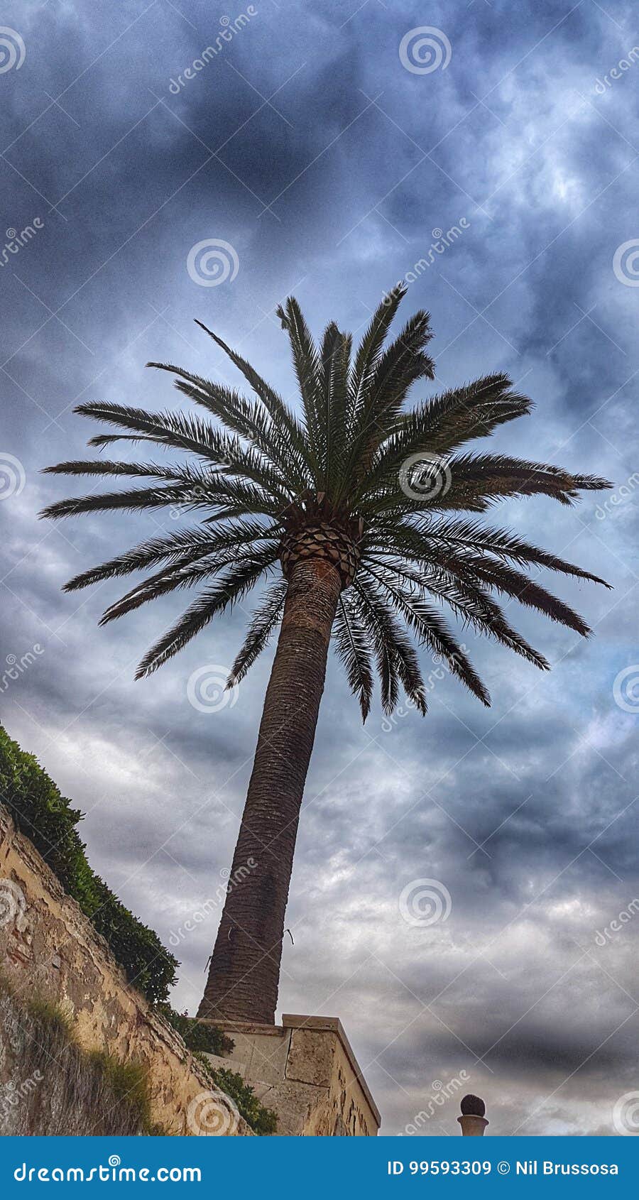 Palm stock image. Image of colors, unther, storm, cloud - 99593309