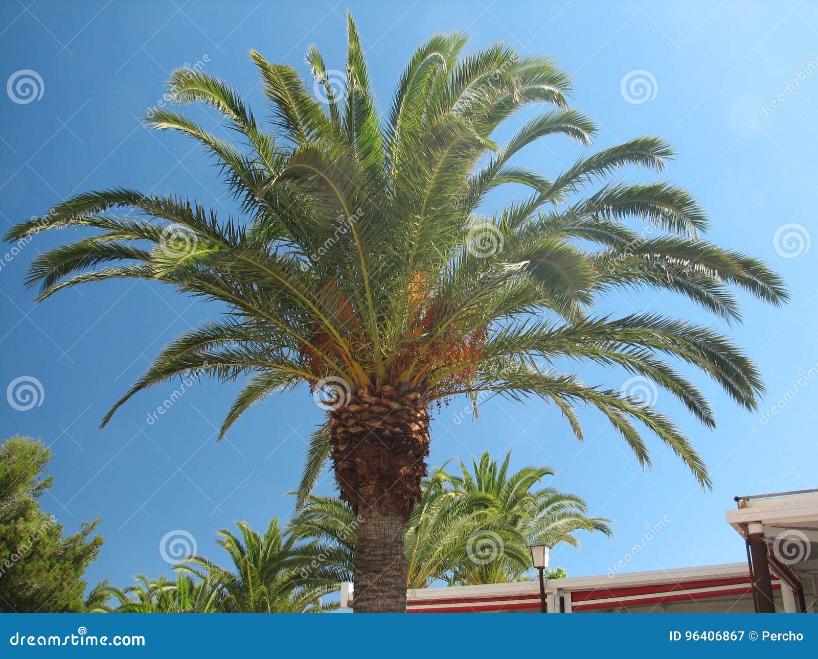Palm stock image. Image of cultivation, malorca, trees - 96406867