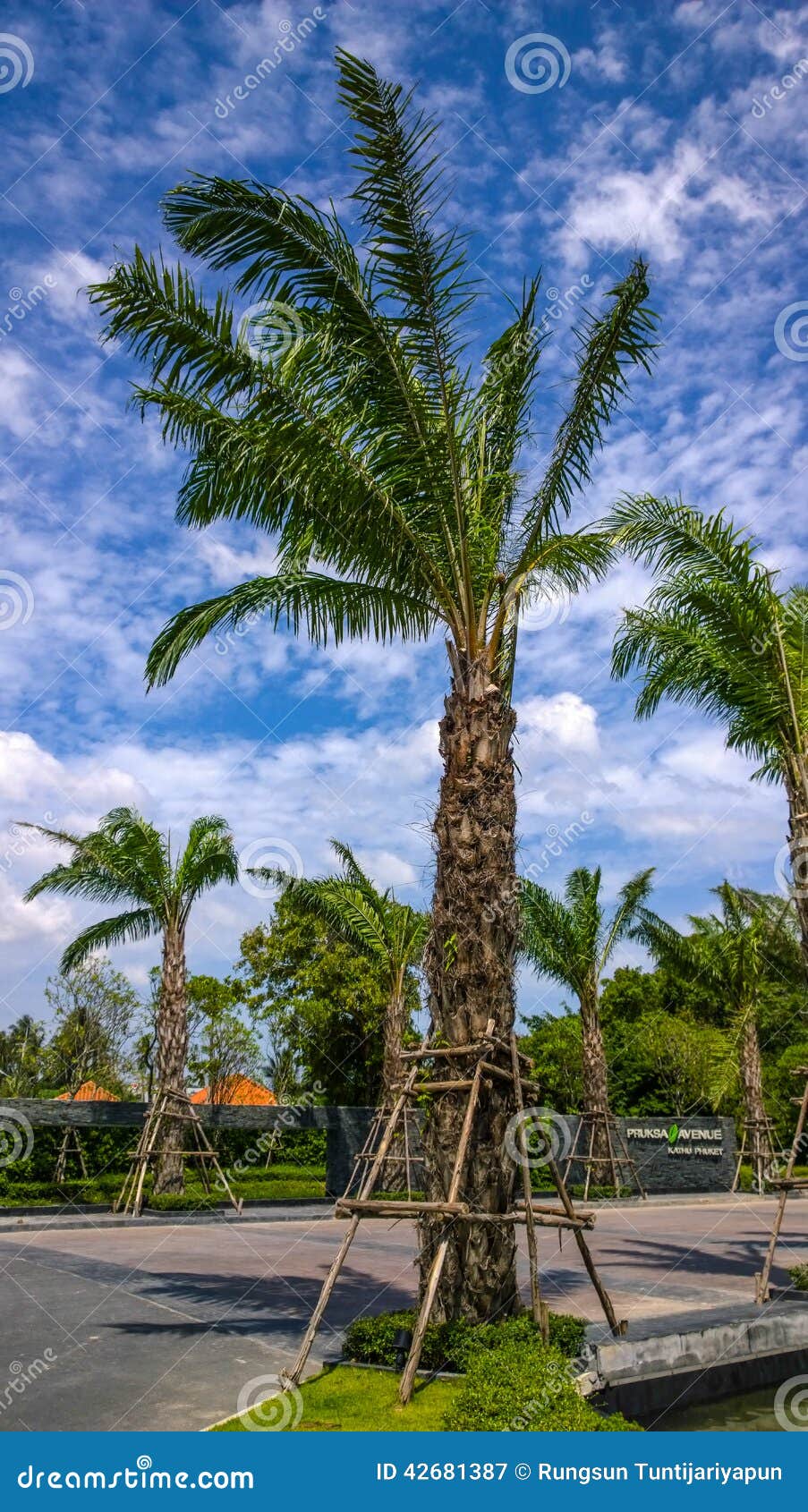 Palm stock image. Image of nature, family, palms, araceae - 42681387