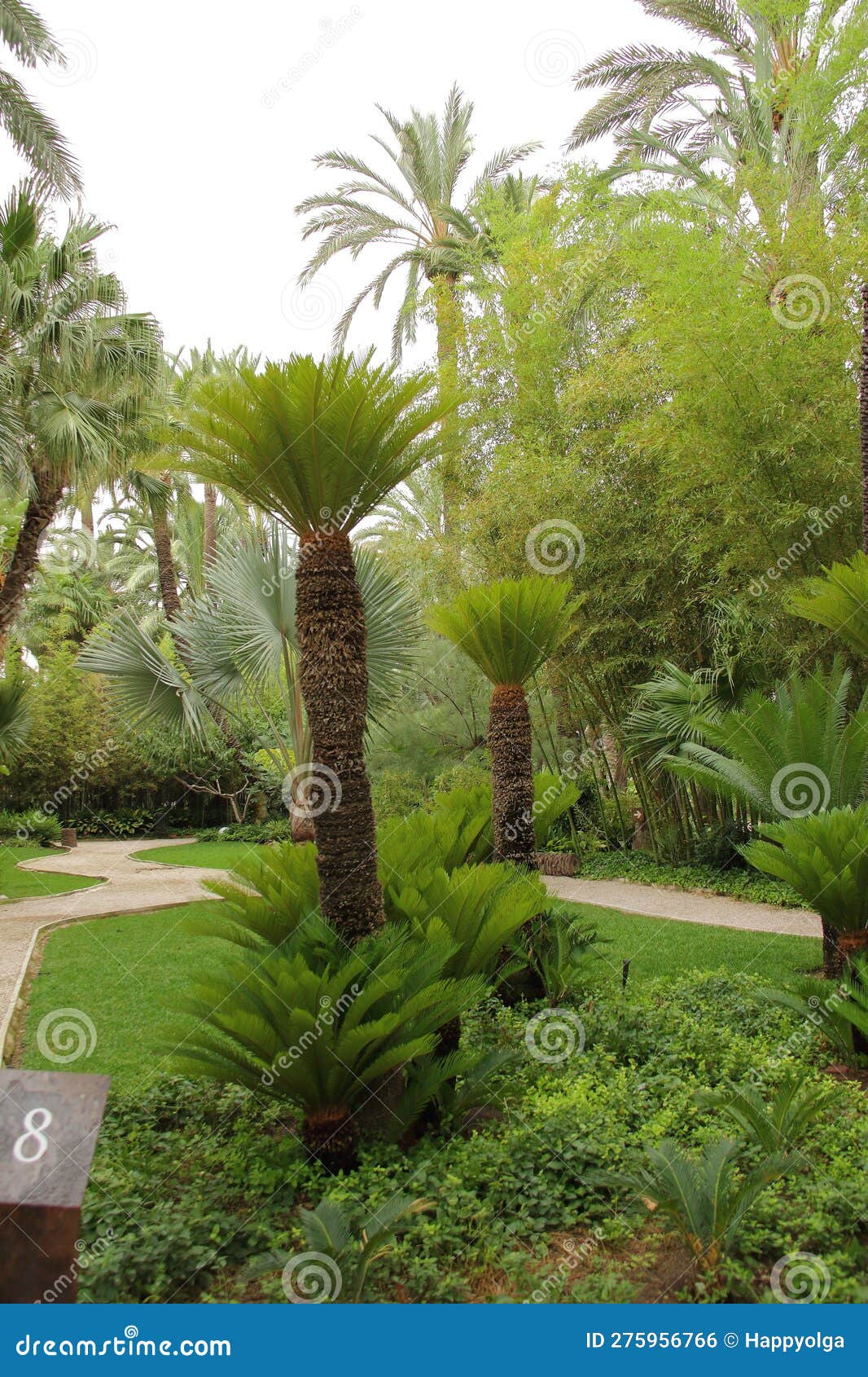 Palm Park in Elche, Alicante, Spain. August of 2021 Editorial Photo ...