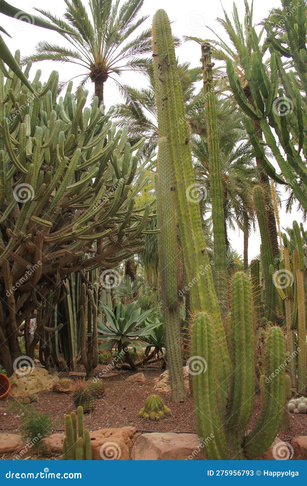 Palm Park in Elche, Alicante, Spain. August of 2021 Editorial Stock ...
