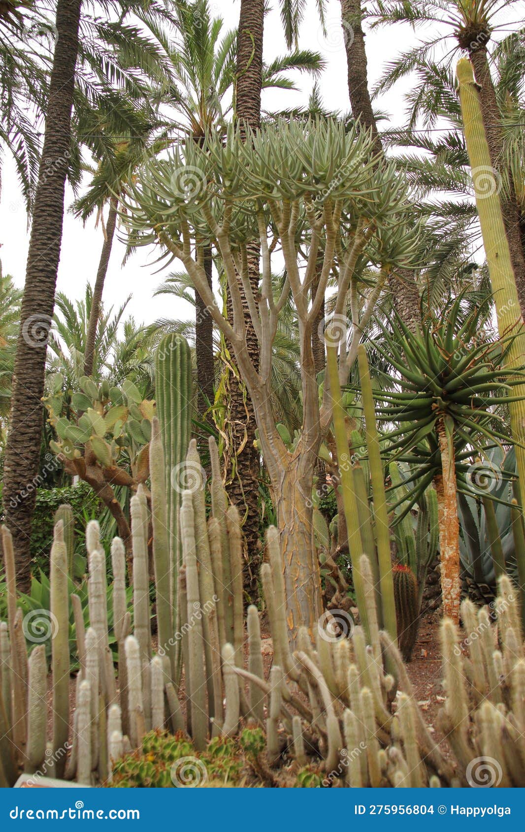 Palm Park in Elche, Alicante, Spain. August of 2021 Editorial Stock ...