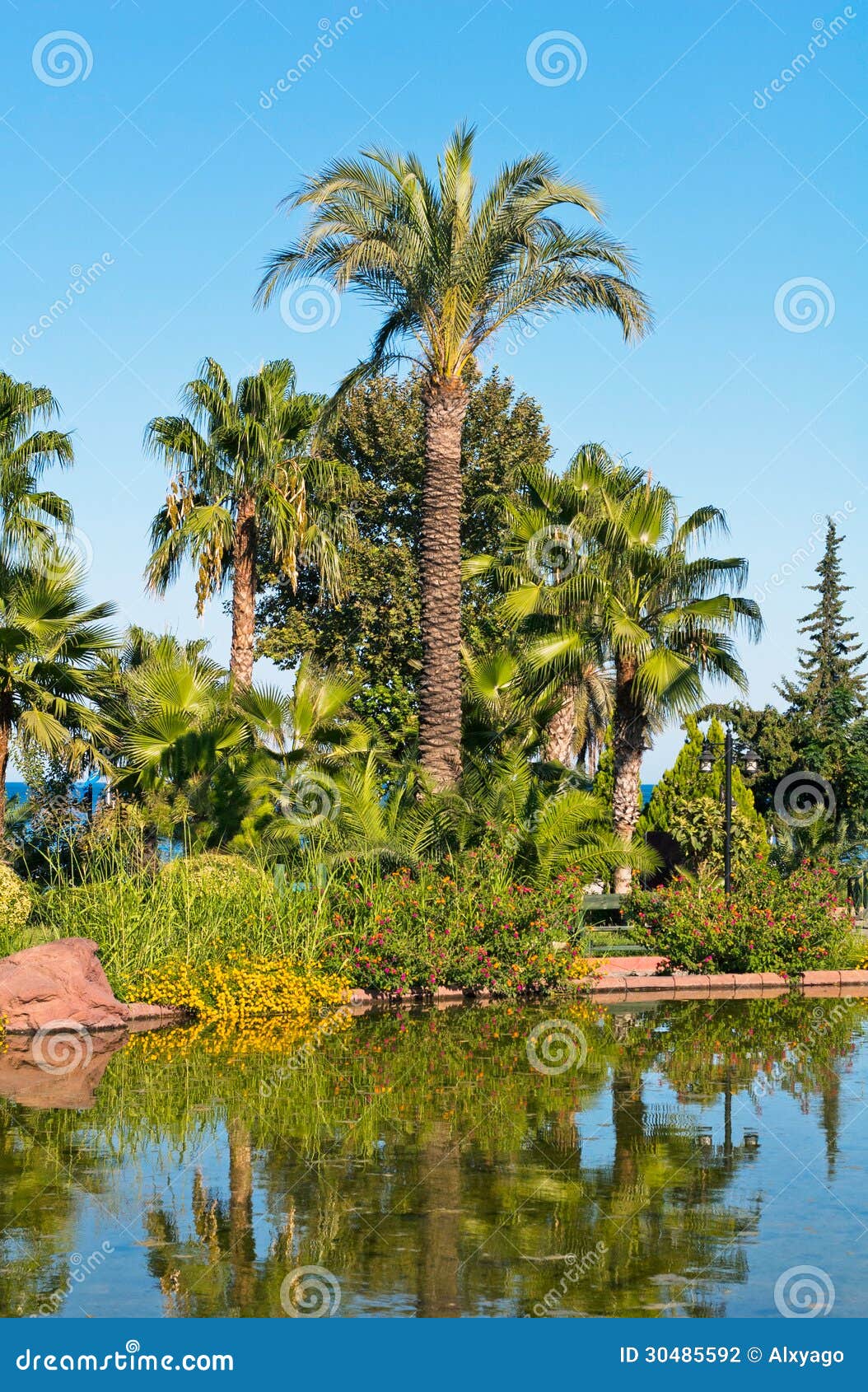 Palm park stock photo. Image of leaf, beauty, green, lake - 30485592