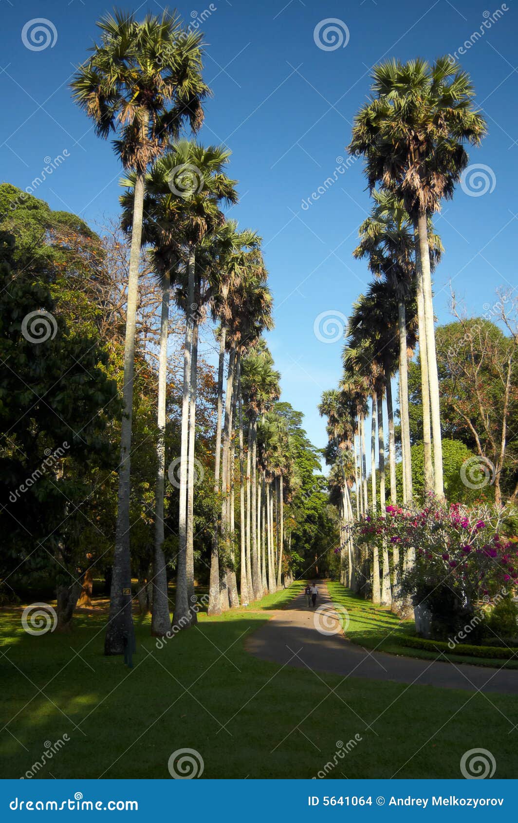 Palm Path Picture. Image: 5641064