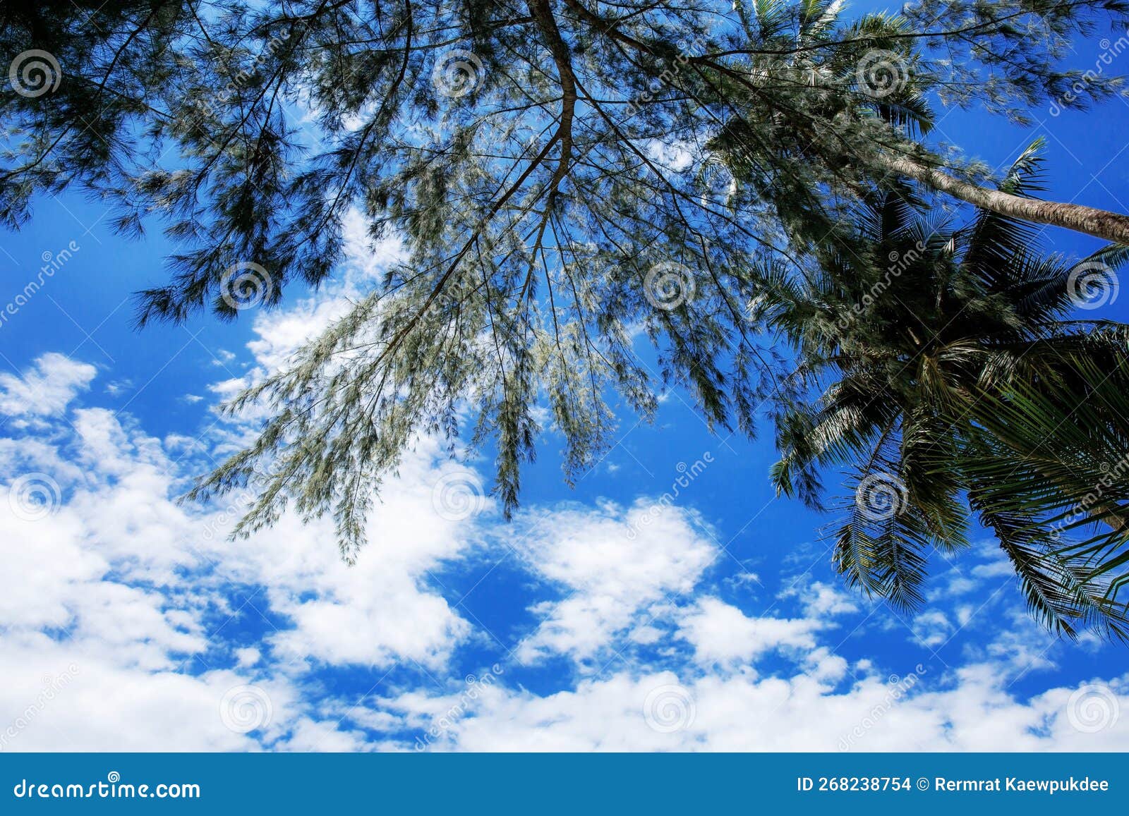 Palm and pine tree at sky stock photo. Image of island - 268238754