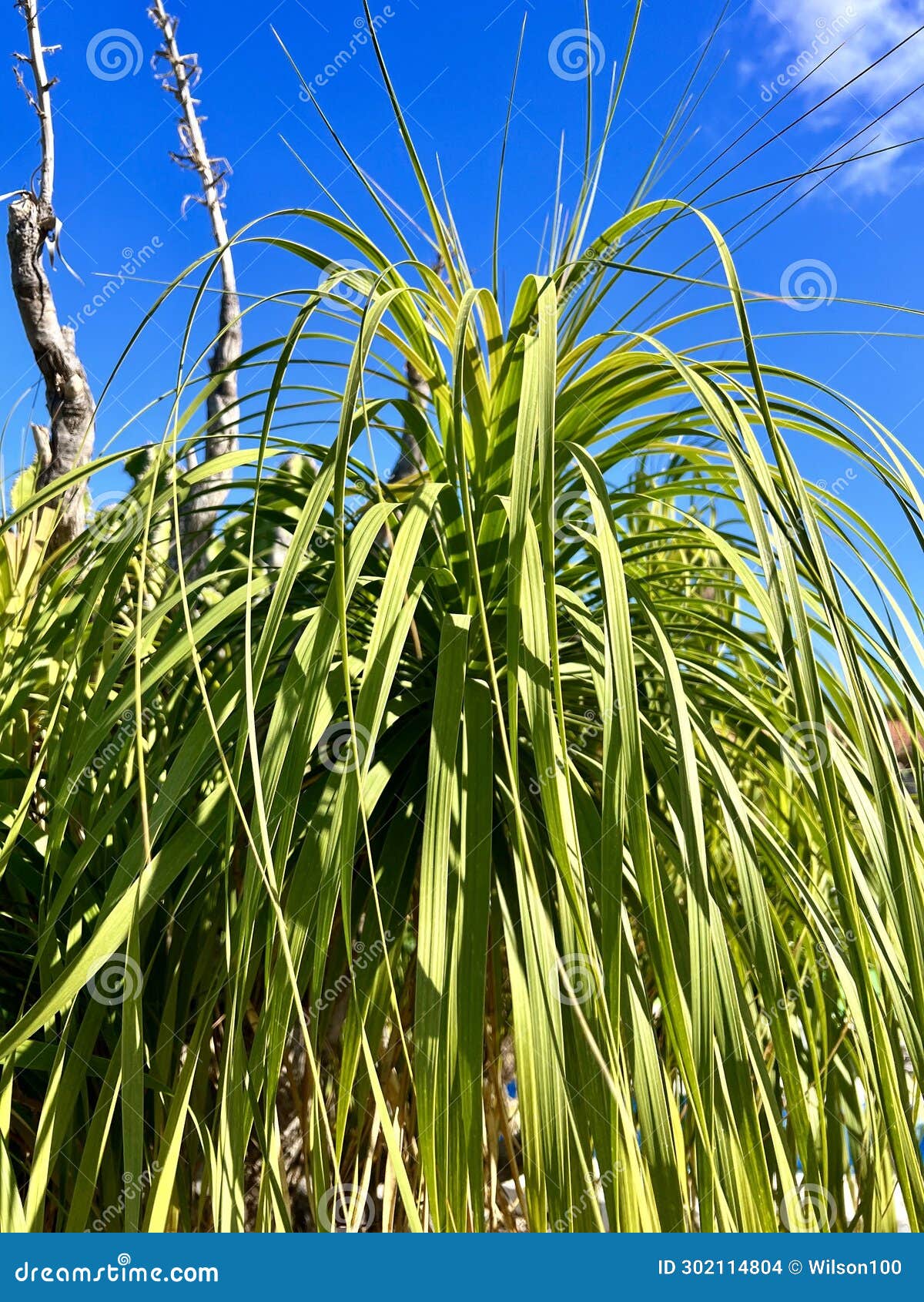 Palm Plant stock photo. Image of nature, long, leaved - 302114804