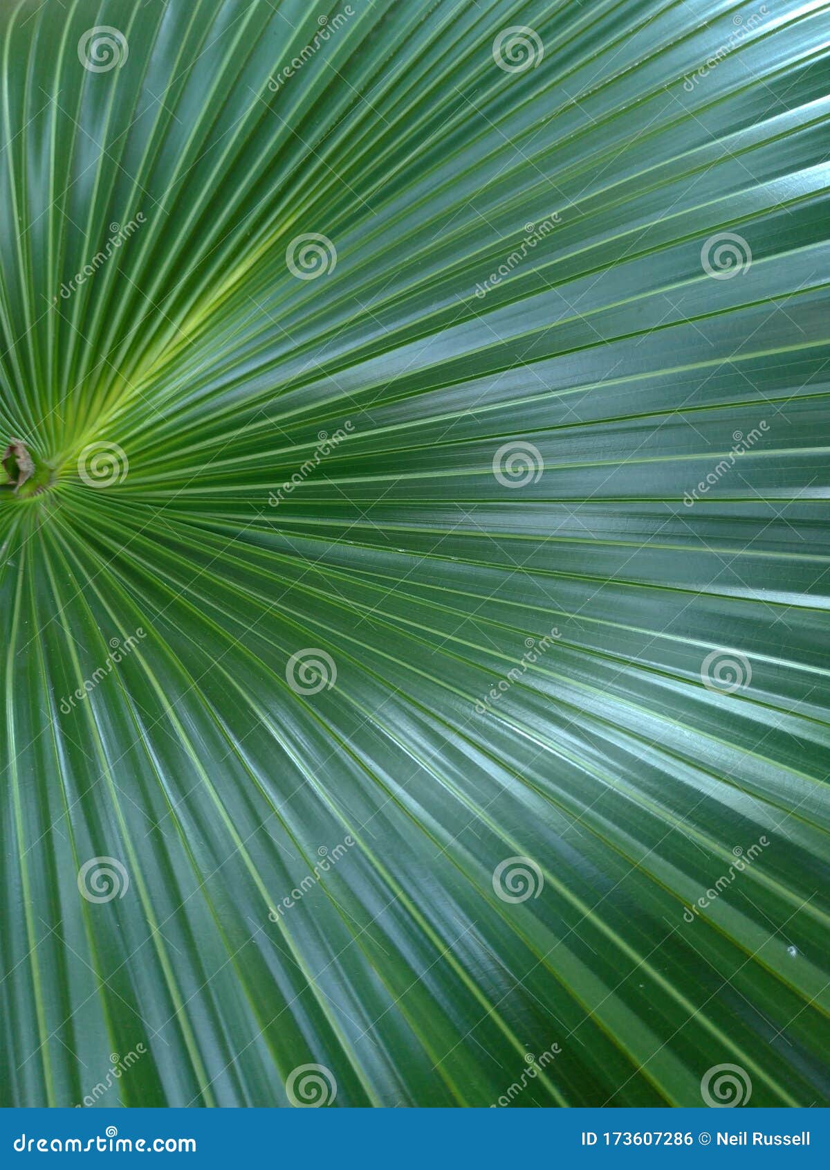 Palm Plant with Straight Leaves Stock Photo - Image of lined, green ...