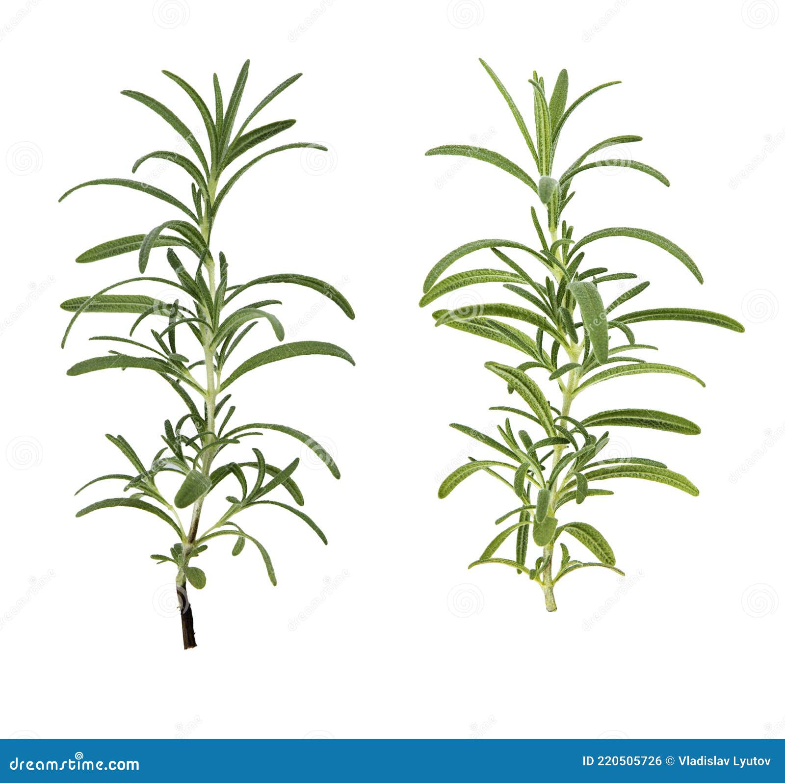 Cycad Plant Illustration, Drawing, Engraving, Ink, Line Art, Vector ...