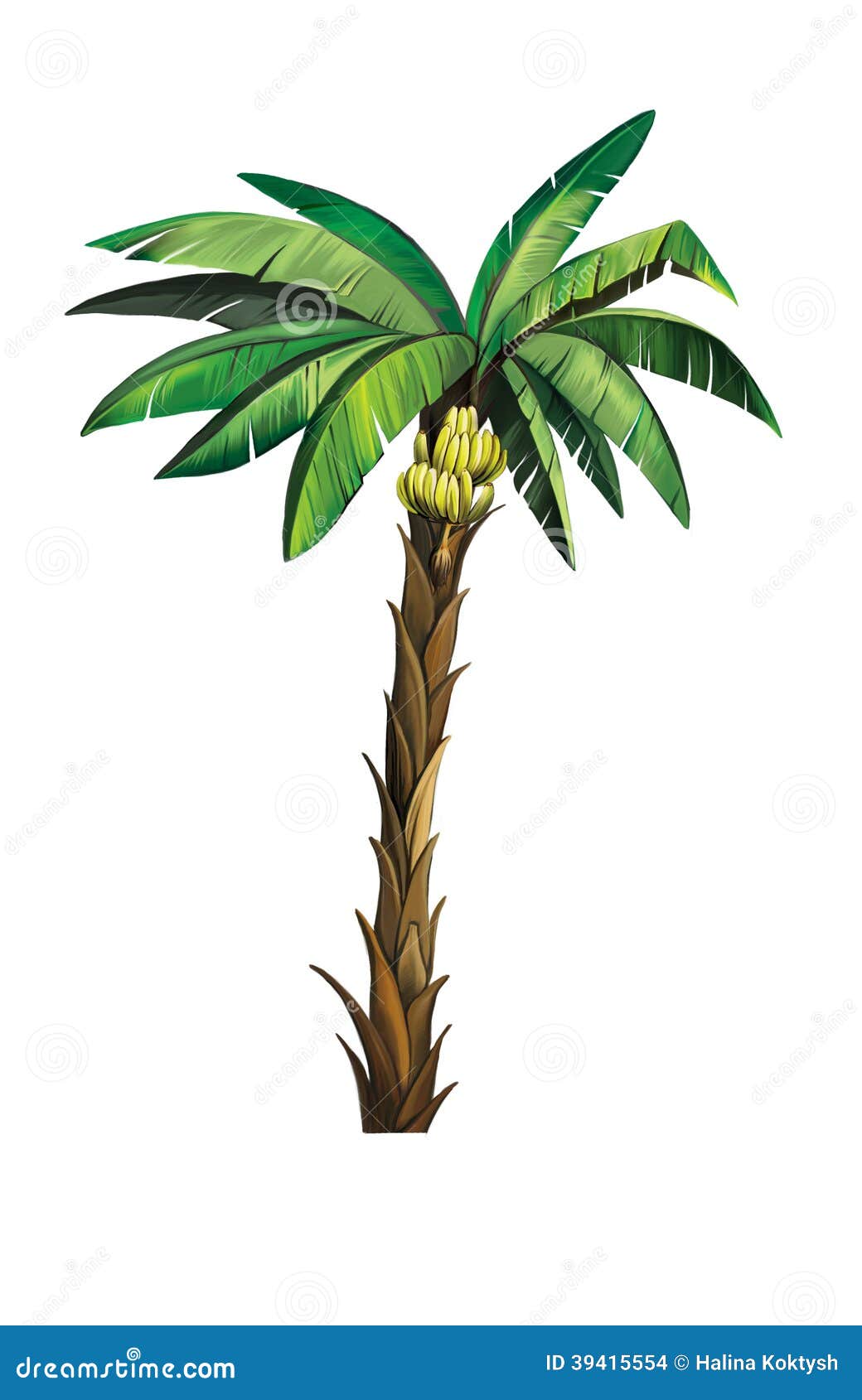 Palm Plant Tree Isolated. Musa Acuminata Banana Stock Image ...