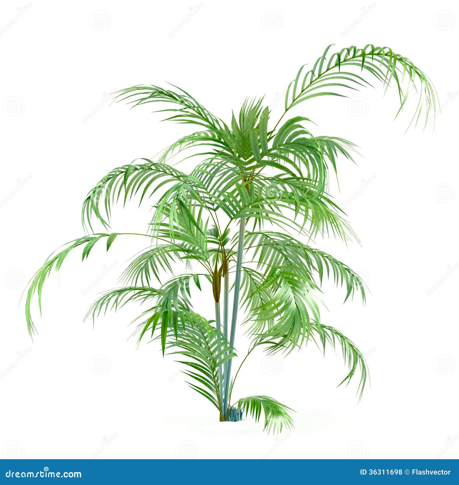 Palm Plant Tree Isolated. Musa Acuminata Banana Stock Image ...