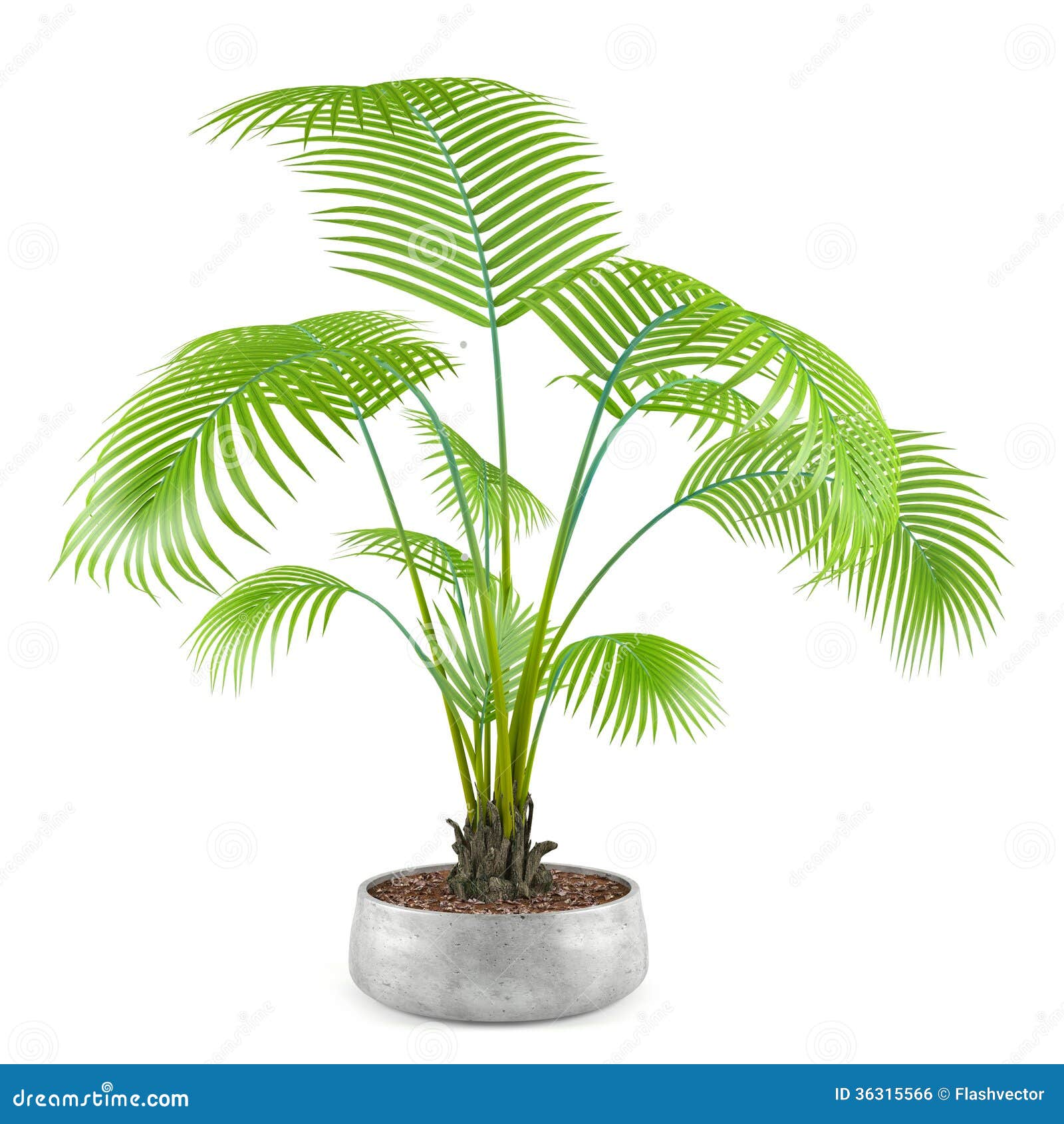 Palm Plant Tree Isolated. Musa Acuminata Banana Stock Image ...