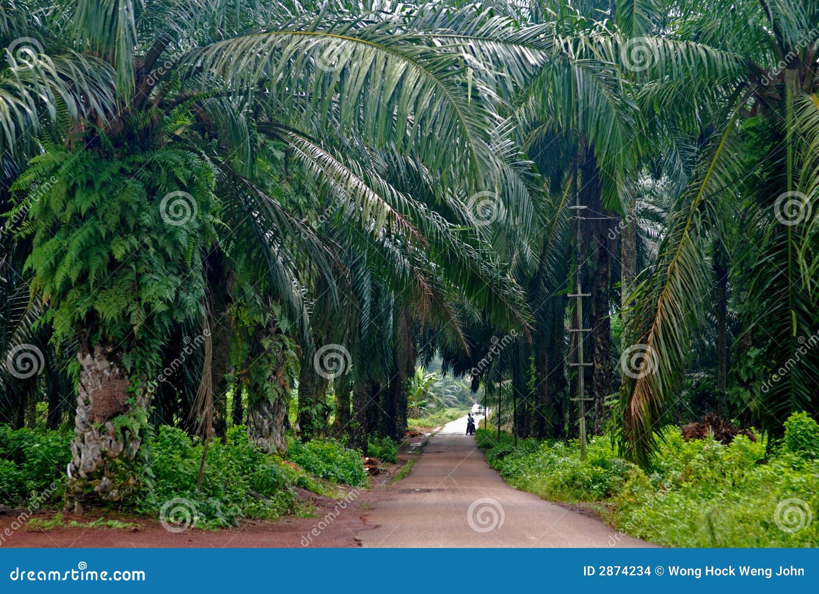 Oil Palm Plantation Royalty-Free Stock Photo | CartoonDealer.com #120608601