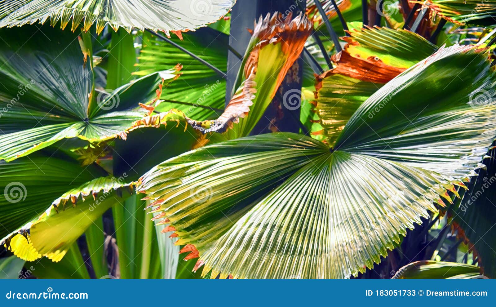 Palm Plants Thickets with Large Green Leaves, Rainforest Stock Image ...