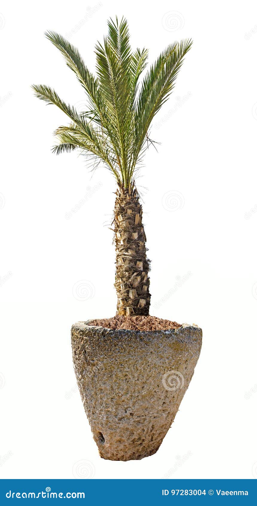Palm in pot stock photo. Image of tree, ornamental, plant - 97283004