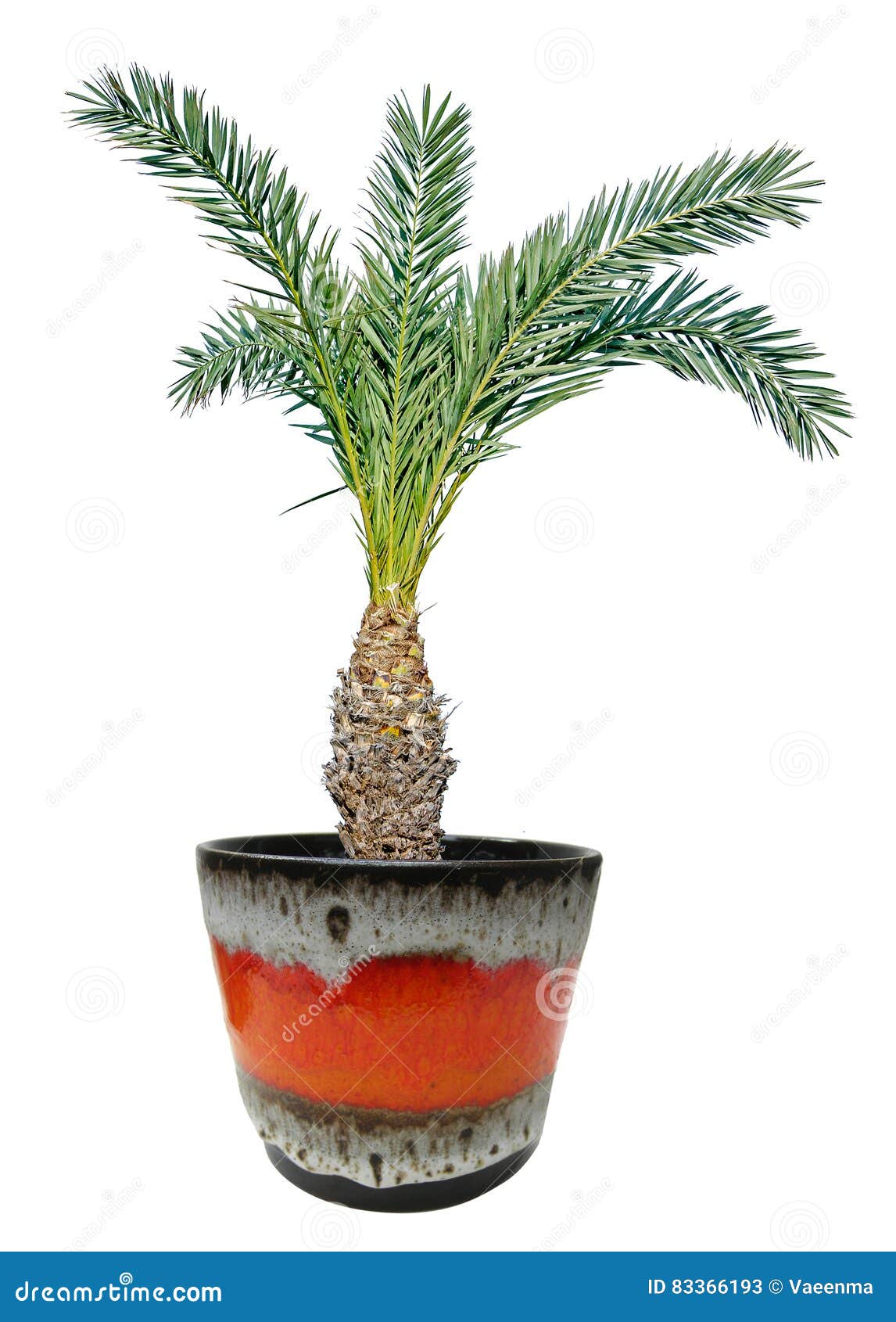 Palm in pot stock image. Image of flora, trunk, palm - 83366193