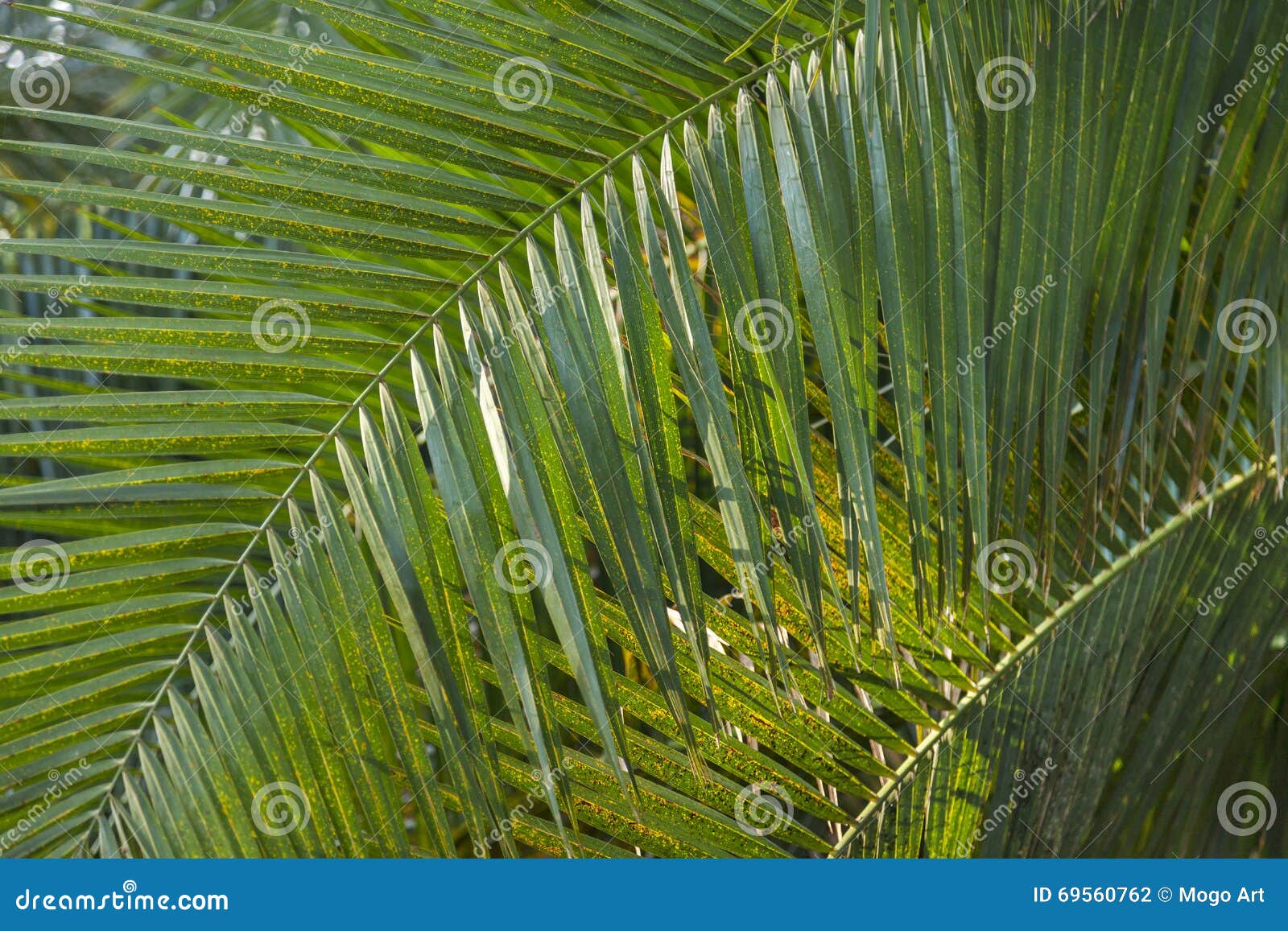 Rwanda Rainforests. Stock Photography | CartoonDealer.com #70501256