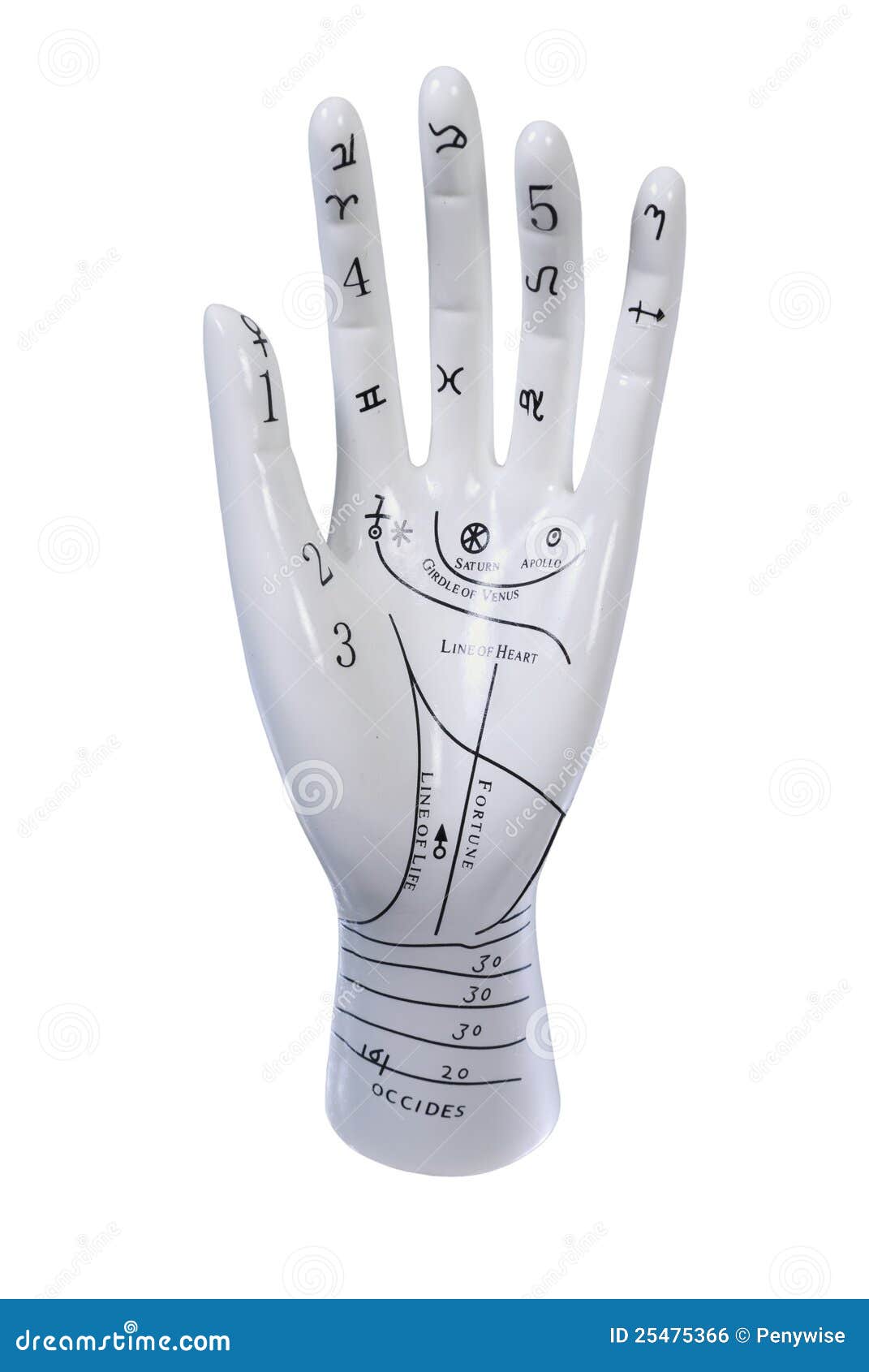 Palm Reading Hand Model stock photo. Image of fortune - 25475366