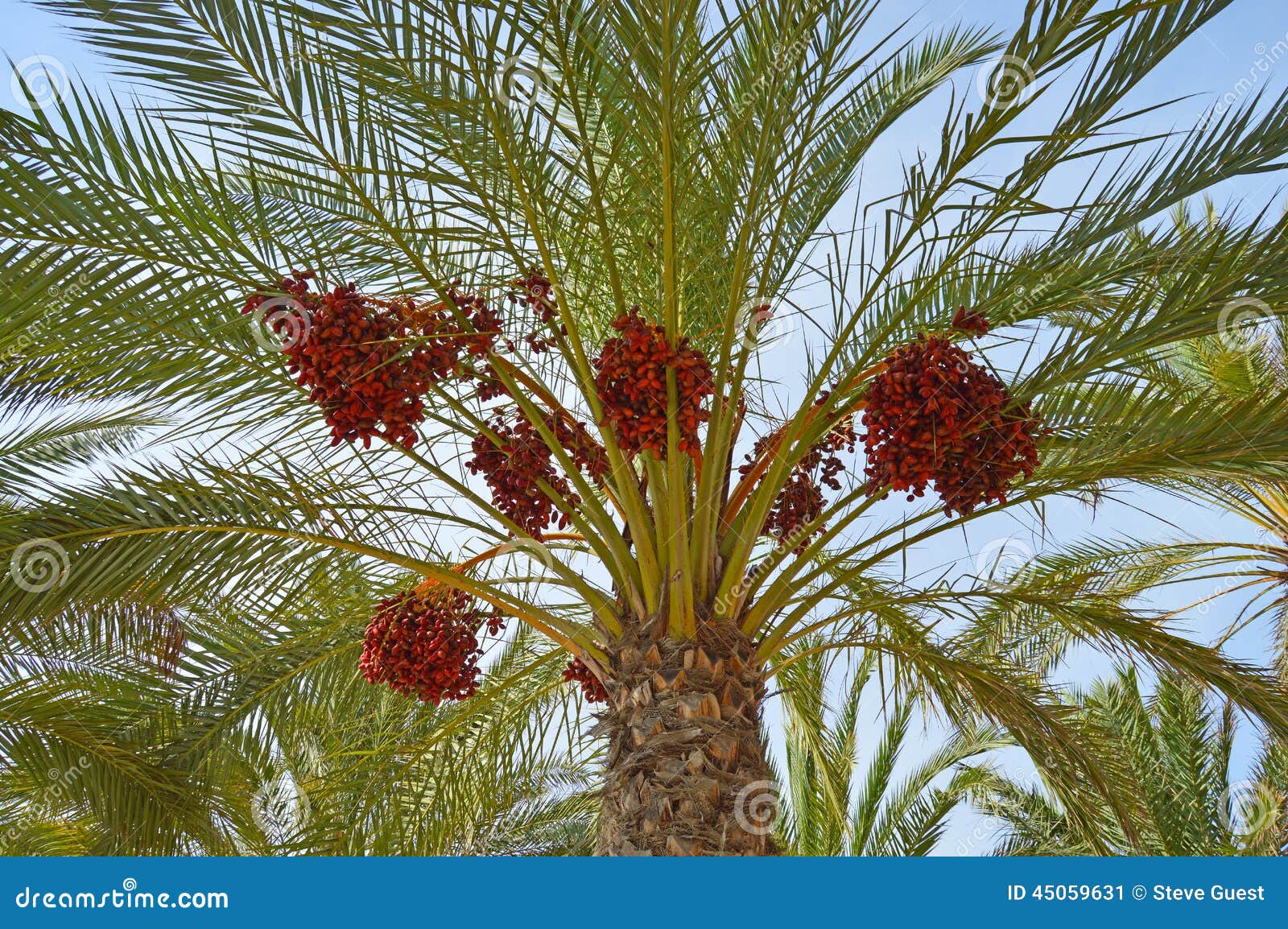 A Palm with Red Fruit Dates on Palm Tree Stock Image - Image of google ...