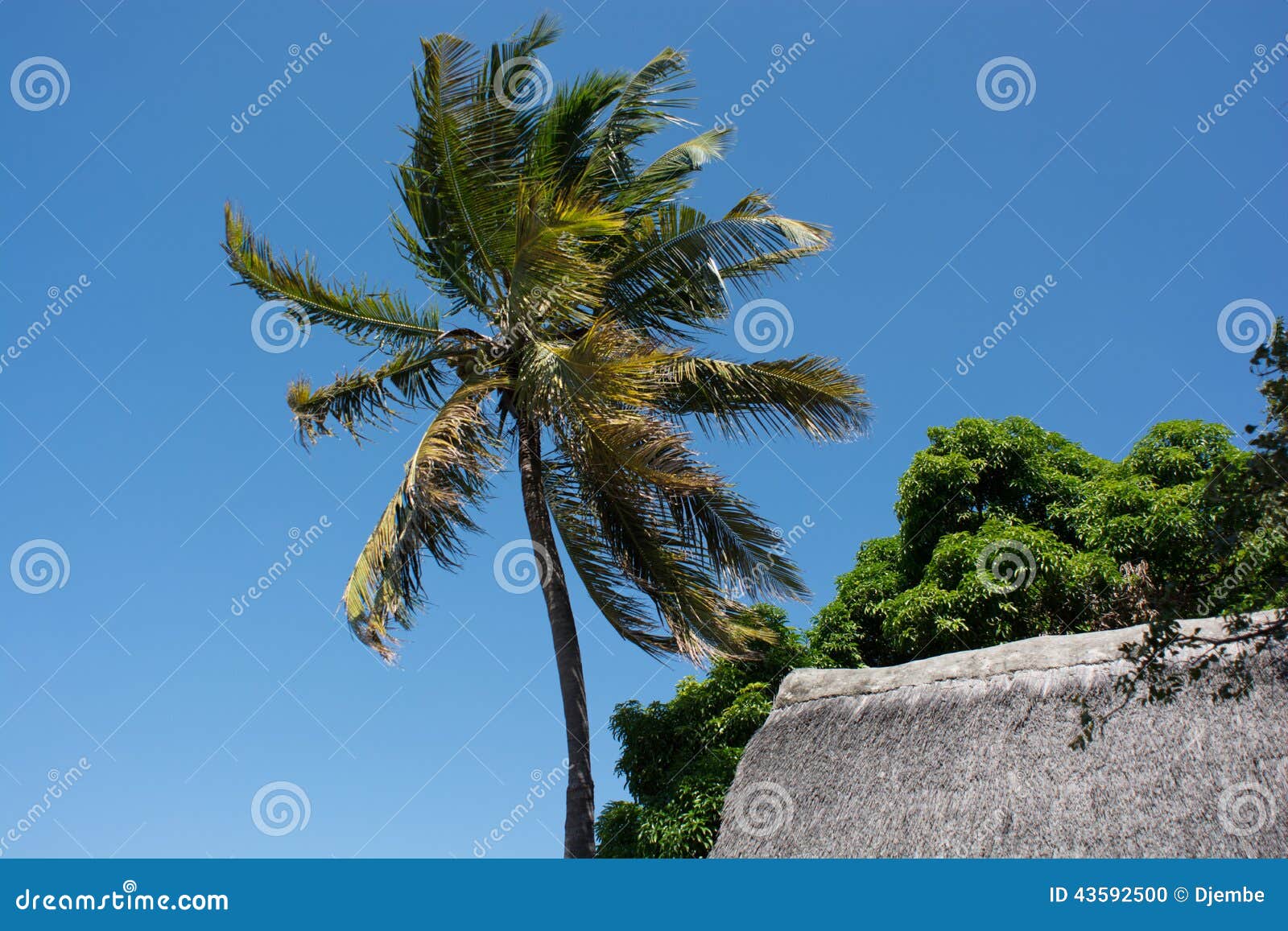 Palm ree stock photo. Image of cries, leaf, zambia, palm - 43592500