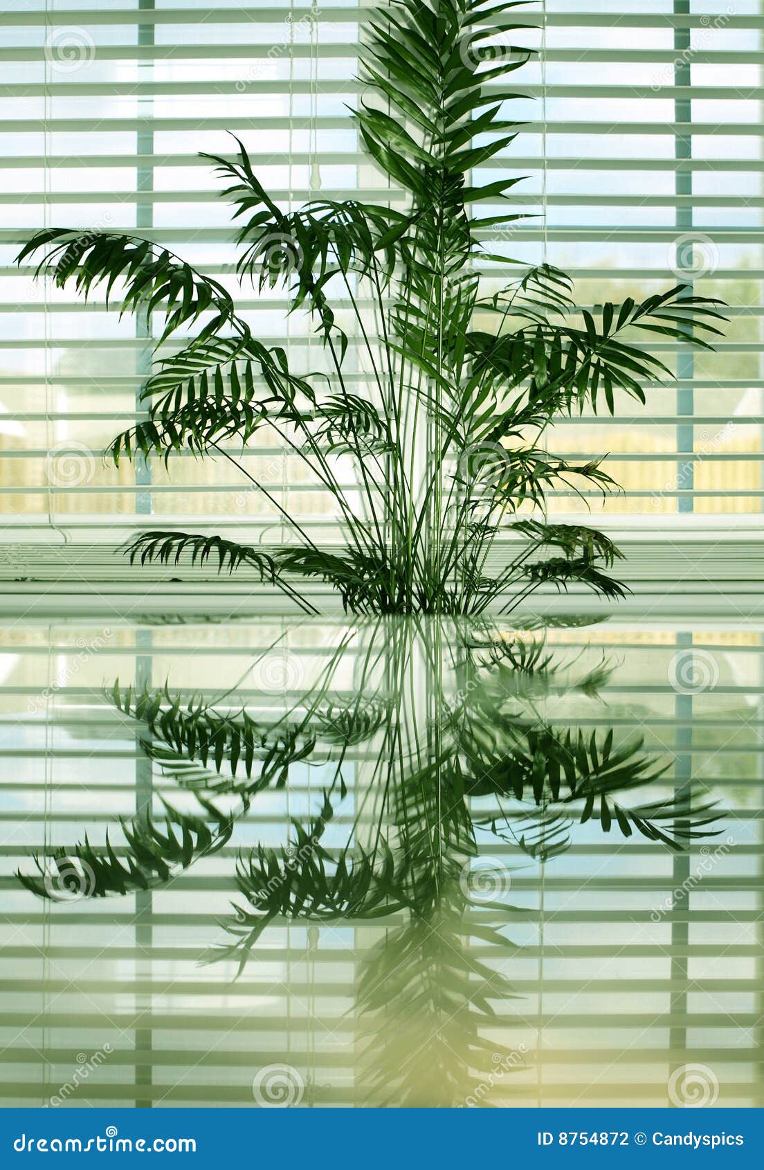 Palm Reflections 1 stock photo. Image of tropical, shiny - 8754872